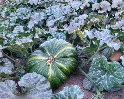 How to Grow Pumpkins Successfully - Audrey's Little Farm