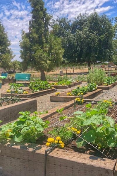Zone 9b Vegetable Gardening Tips - Audrey's Little Farm
