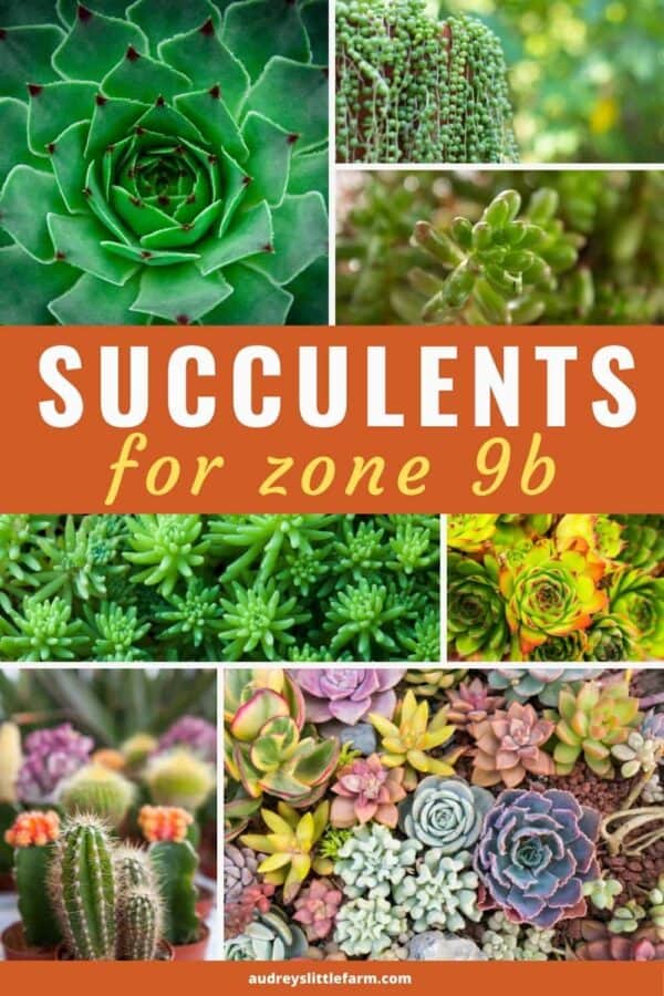 The Best Succulents for Zone 9b - Audrey's Little Farm