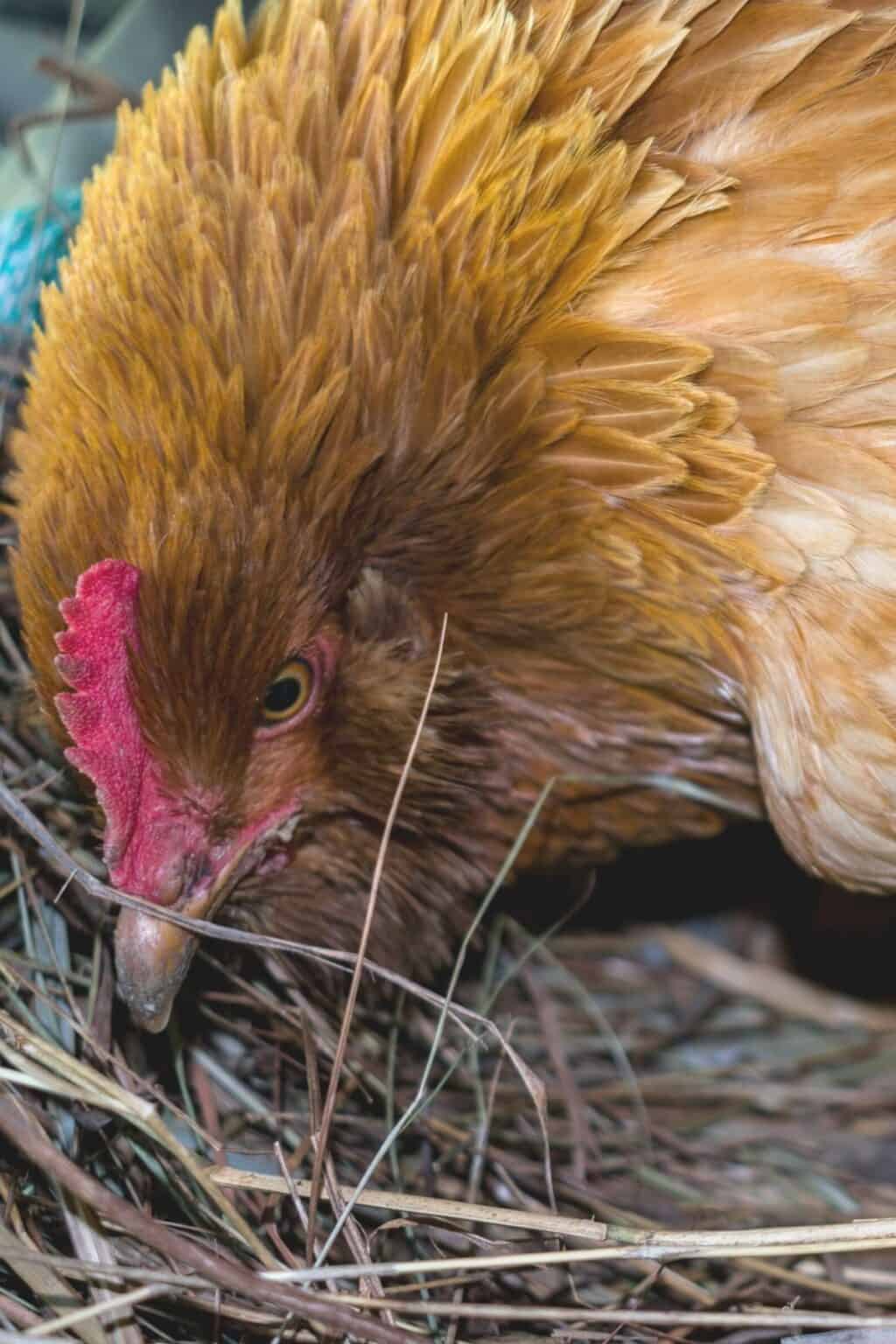 Your Complete Guide to Broody Hens - Audrey's Little Farm