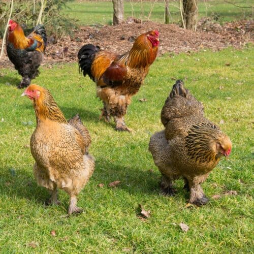 7 Best Feather Footed Chicken Breeds - Audrey's Little Farm