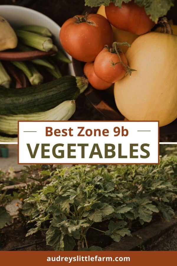 The Best Zone 9b Vegetables to Grow - Audrey's Little Farm