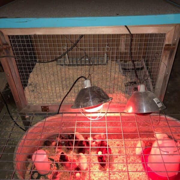 5 Easy Baby Chick Brooder Ideas - Audrey's Little Farm