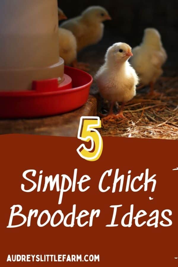 5 Easy Baby Chick Brooder Ideas - Audrey's Little Farm