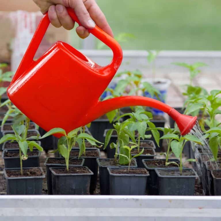 The Ultimate Seedling Care Guide - Audrey's Little Farm