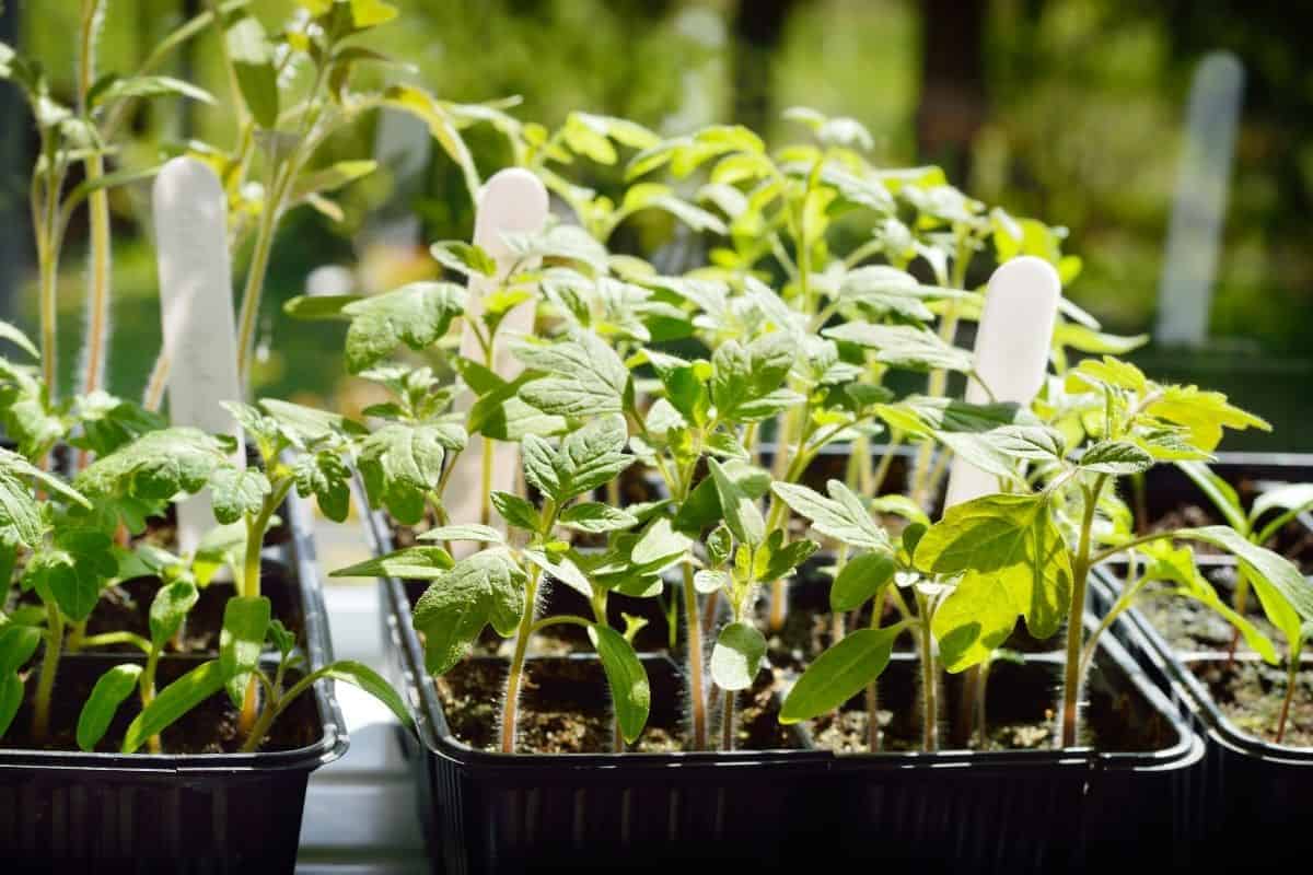 How to Grow Tomatoes from Seed - Audrey's Little Farm