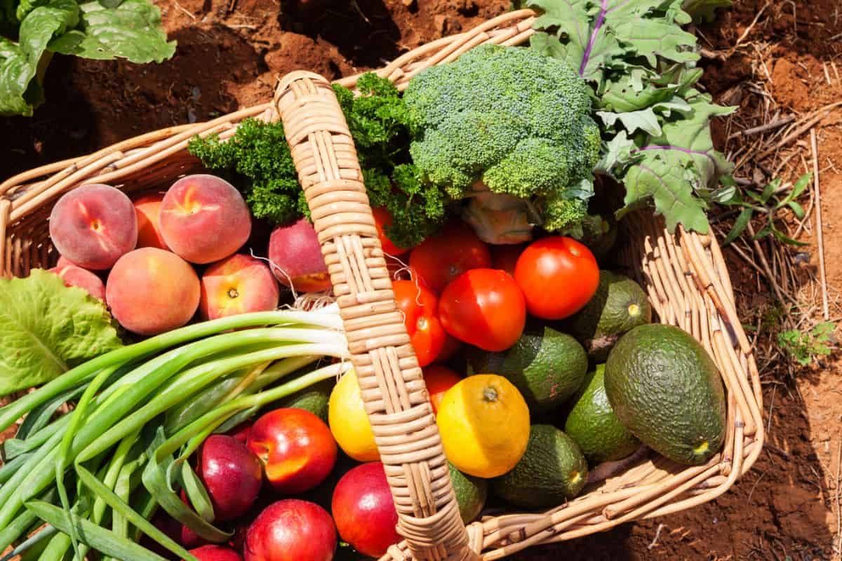Best Tips for Zone 9 California Gardening - Audrey's Little Farm