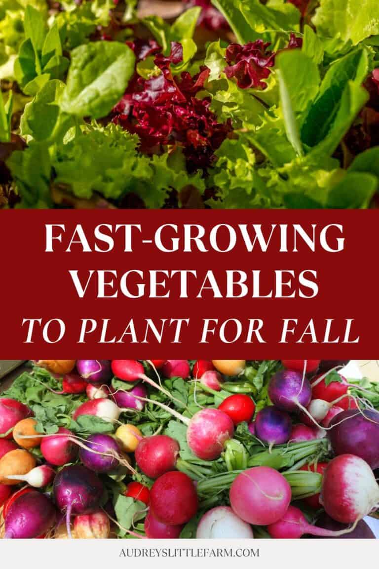 7 Fast-Growing Fall Vegetables - Audrey's Little Farm