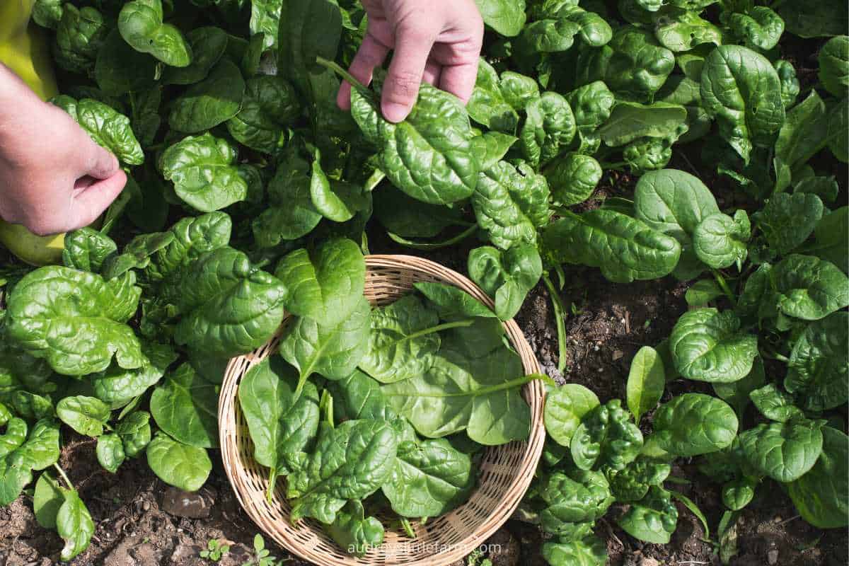 How to Harvest Spinach from the Garden - Audrey's Little Farm