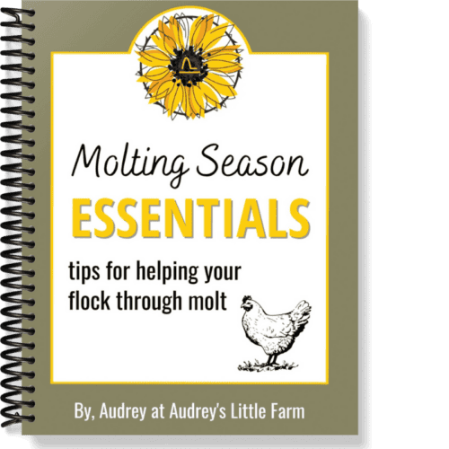 Your Guide to Molting Chickens - Audrey's Little Farm