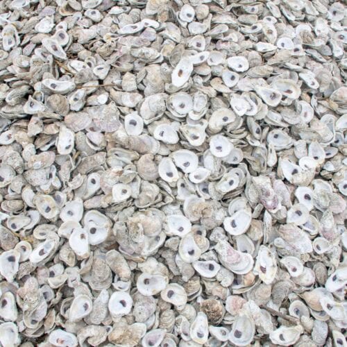3 Benefits of Oyster Shells for Chickens - Audrey's Little Farm