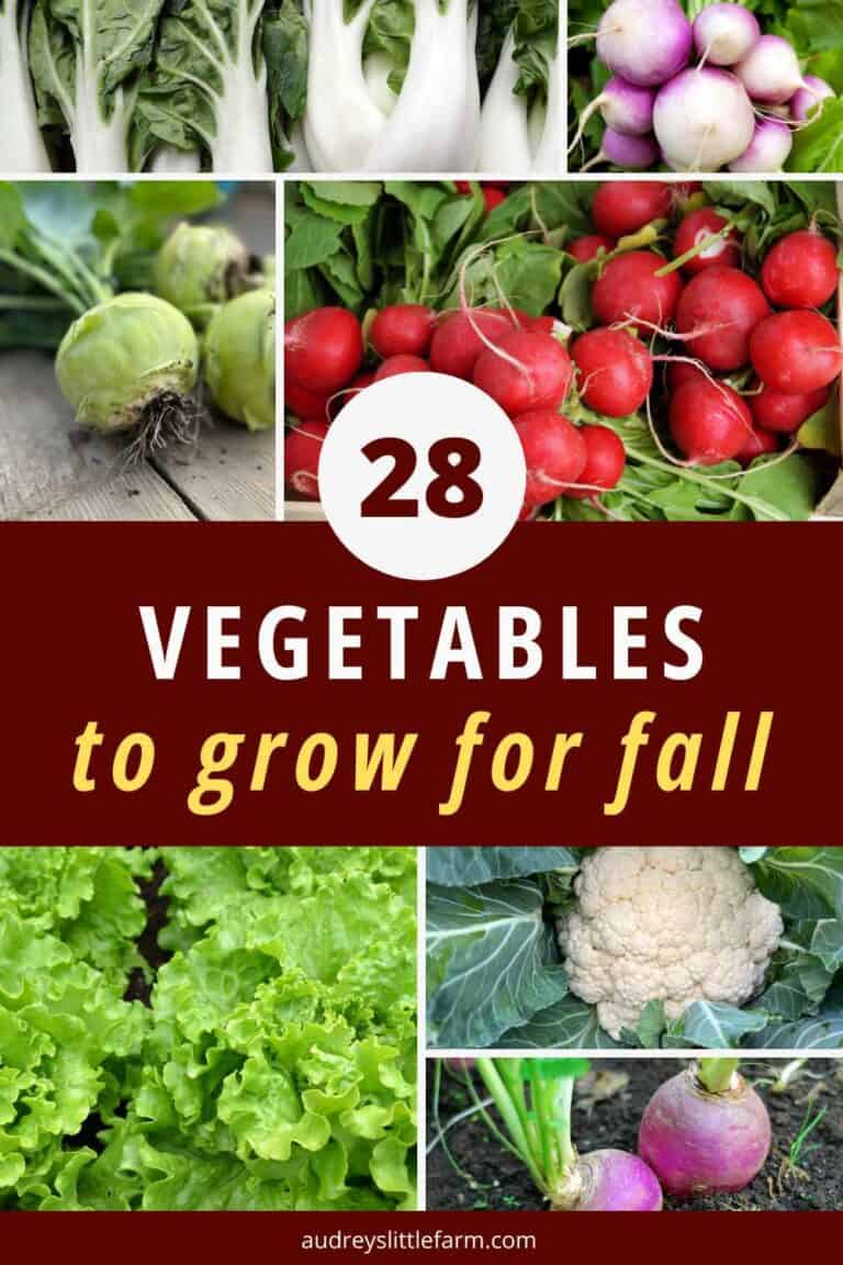 28 Vegetables to Grow for Fall - Audrey's Little Farm