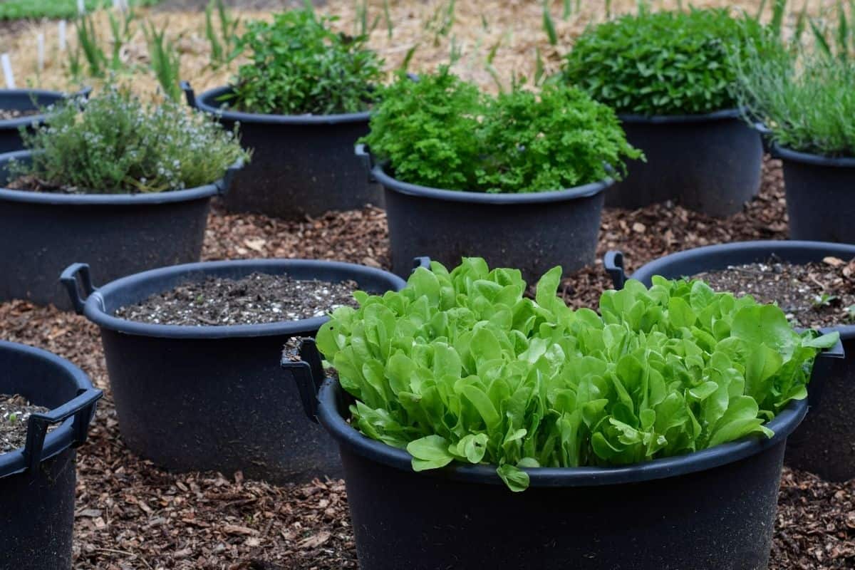 How to Grow a Winter Container Garden - Audrey's Little Farm