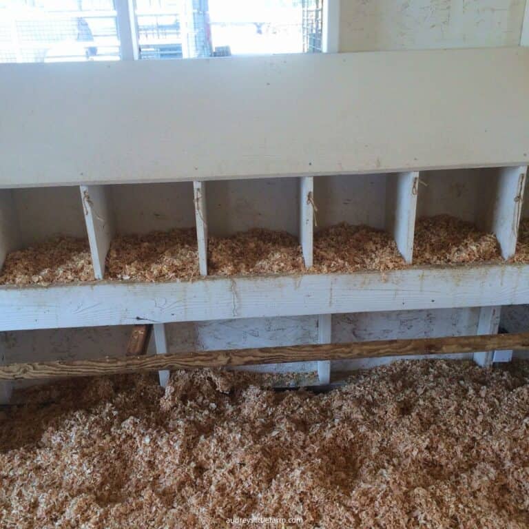 9 Best Chicken Coop Features for a Healthier, Happier Backyard Flock ...